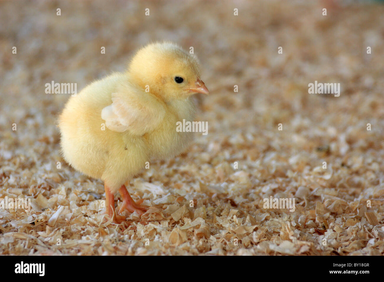 BABY CHICKEN HORIZONTAL BDA11958 Stock Photo - Alamy
