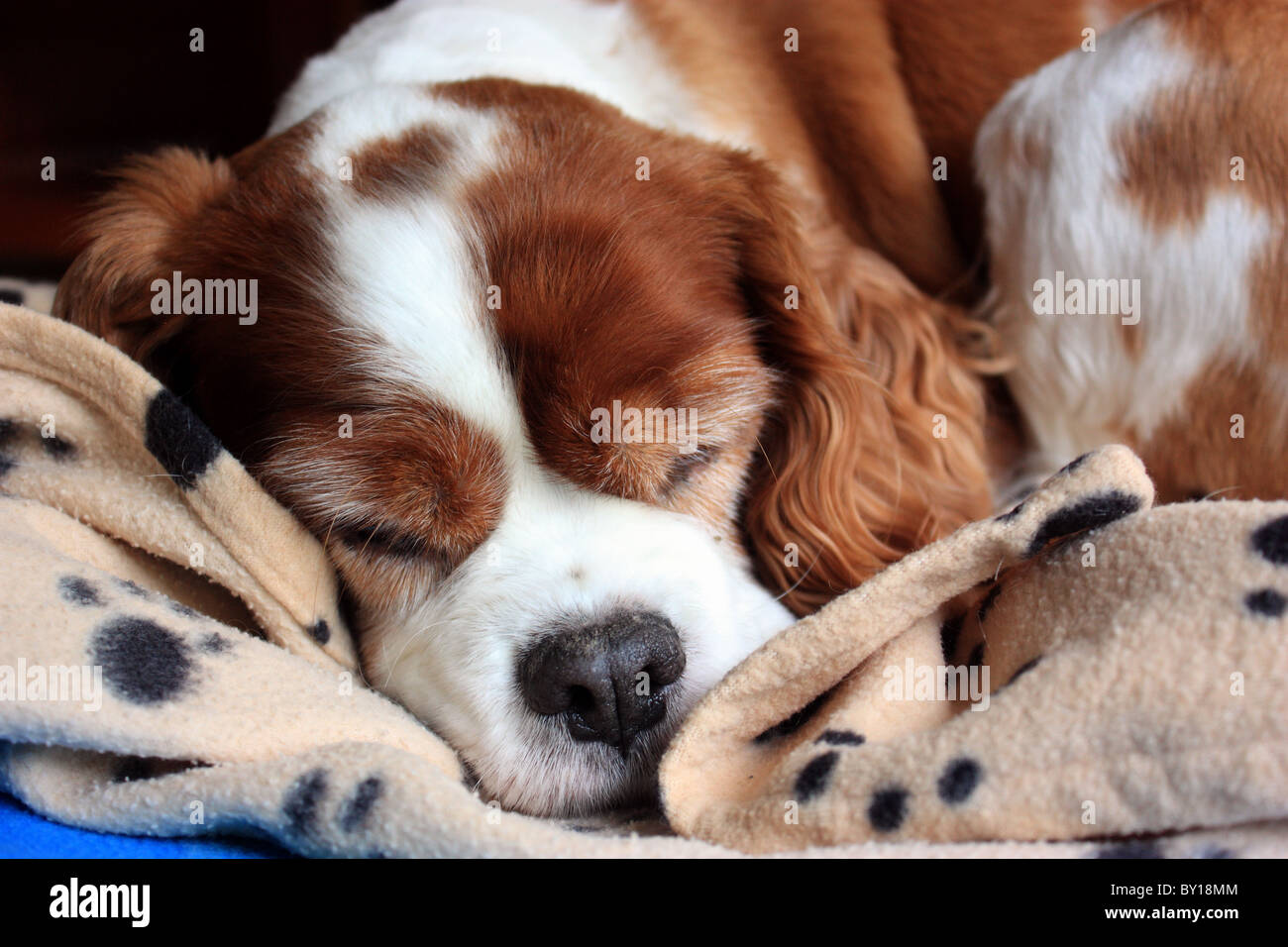 CLOSE UP PORTRAIT OF A KING CHARLES CAVALIER SPANIEL SLEEPING ON A RUG ...
