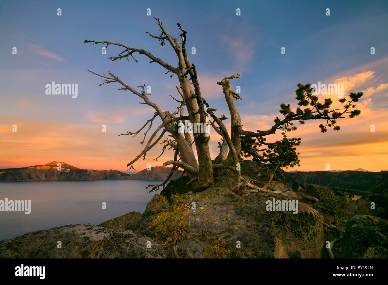 An old tree from Crater Lake National Park in Oregon at sunset. USA ...