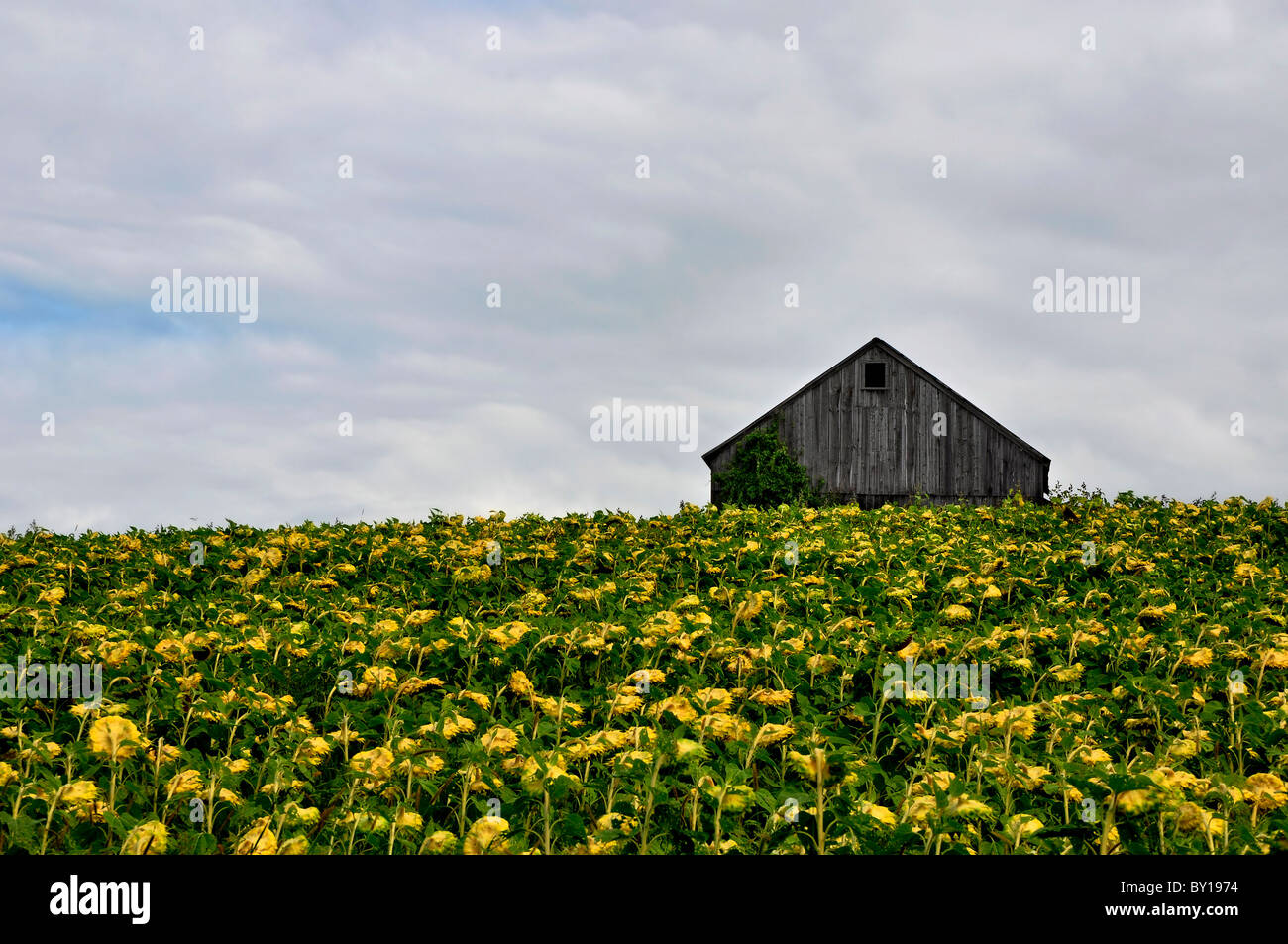 An old barn and Sunflower fields in Vermont, New England Stock Photo ...