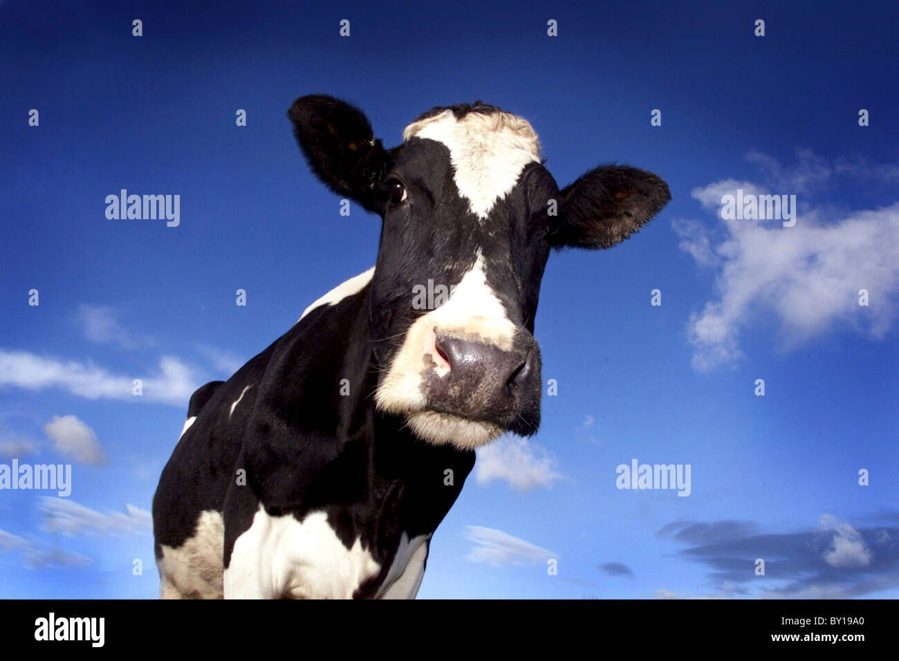 Frieshan cow hi-res stock photography and images - Alamy