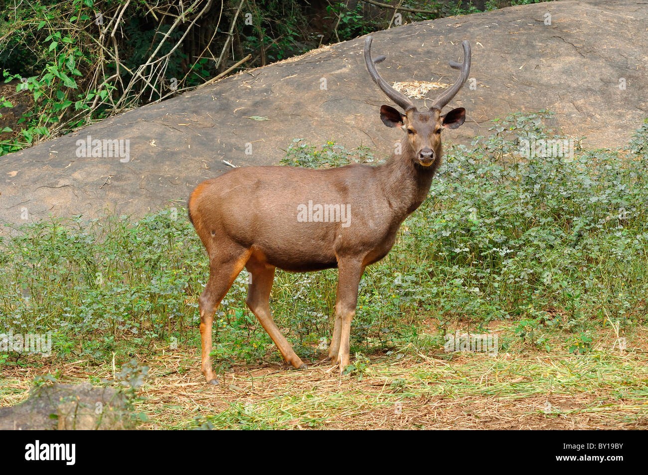 Indian Sambar Deer Stock Photo - Alamy