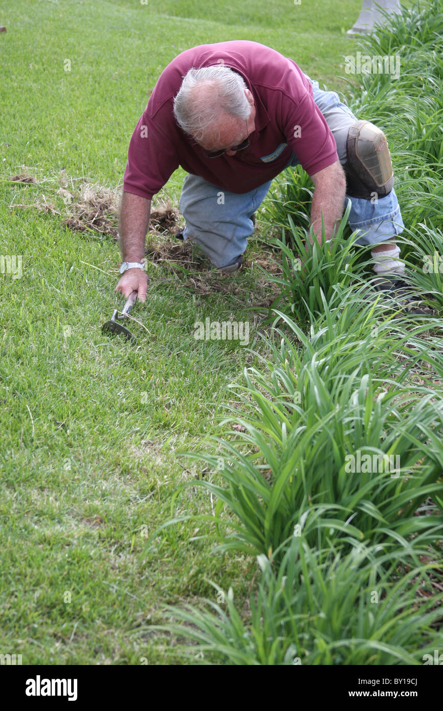 An older man working in the garden pulling weeds Stock Photo - Alamy