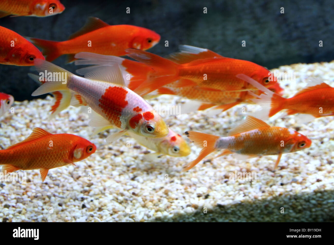 Aquarium Carp Fish