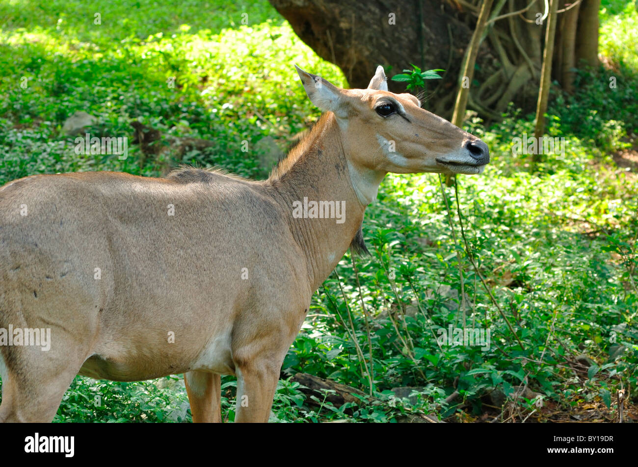 Nilgai antelope hi-res stock photography and images - Alamy