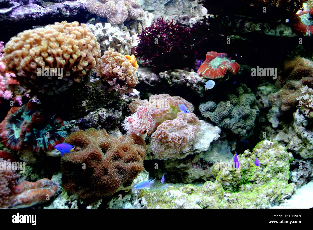 Coral colony and coral fish in a sea aquarium Stock Photo - Alamy