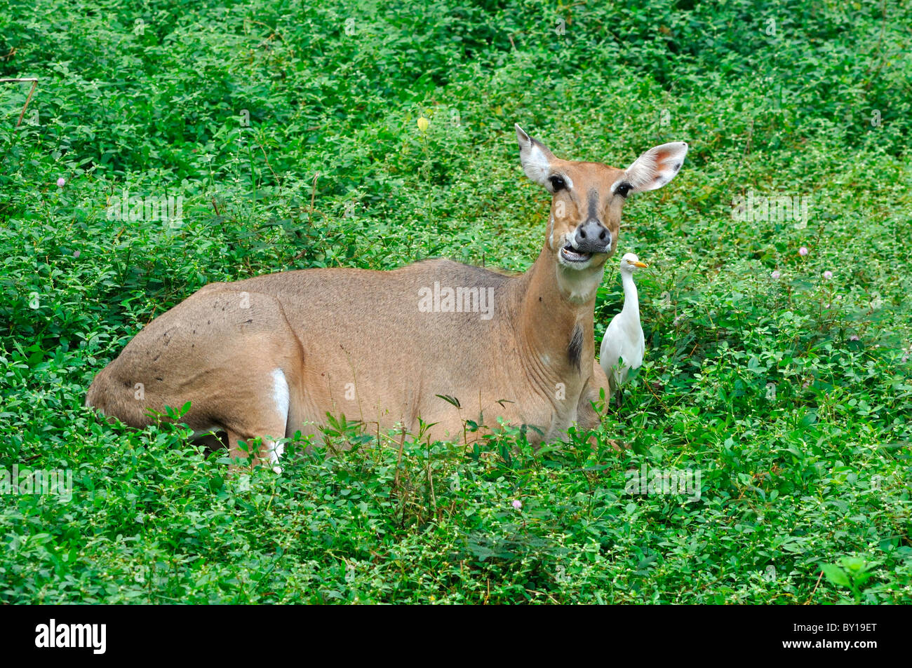 Nilgai antelope hi-res stock photography and images - Alamy