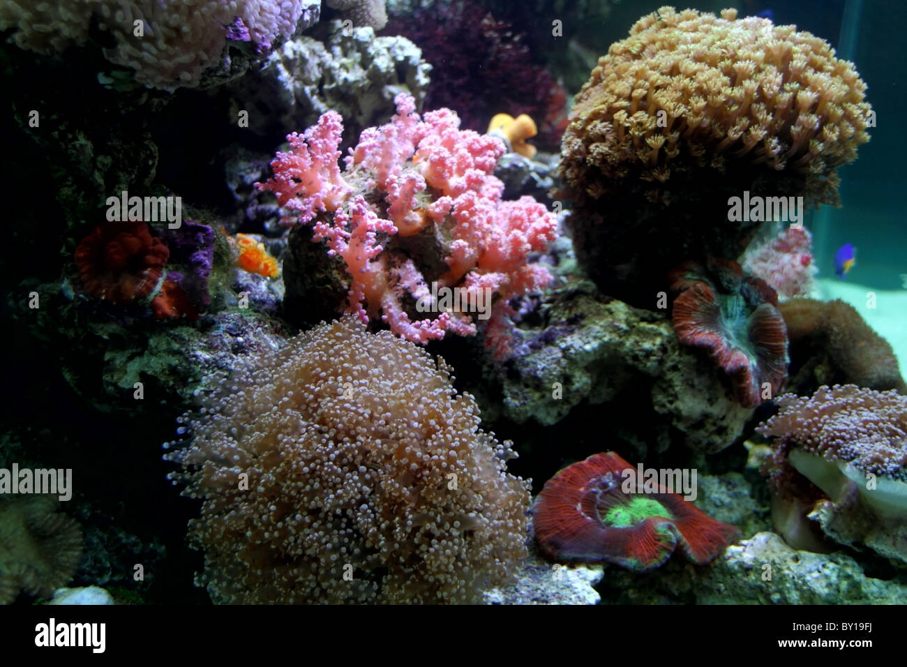Deep sea coral hi-res stock photography and images - Alamy
