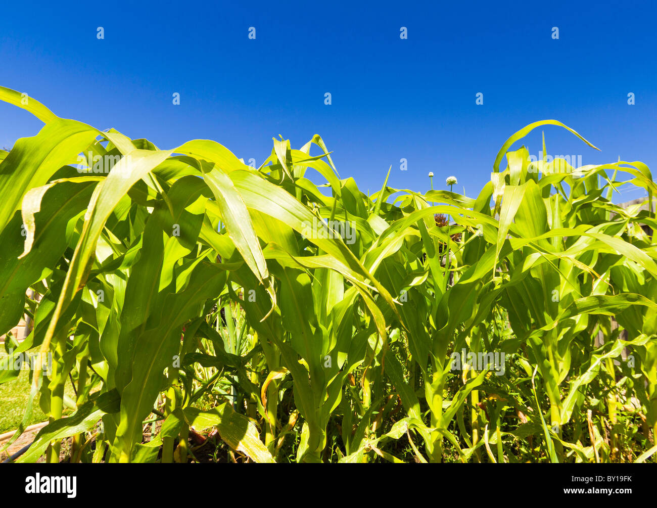 Growing corn High Resolution Stock Photography and Images - Alamy