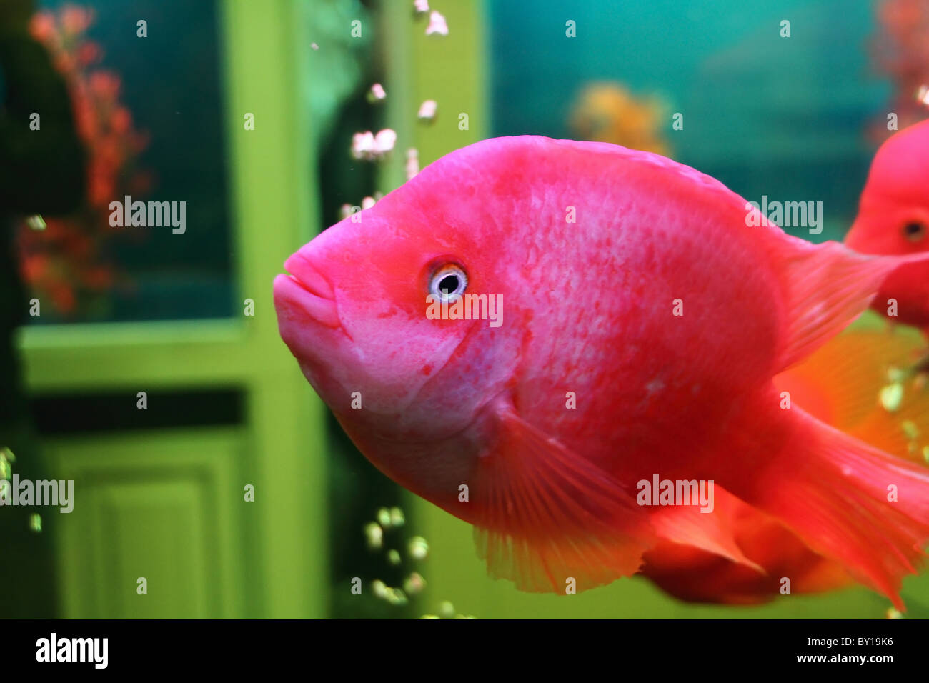 colorful goldfish in a aquarium Stock Photo - Alamy