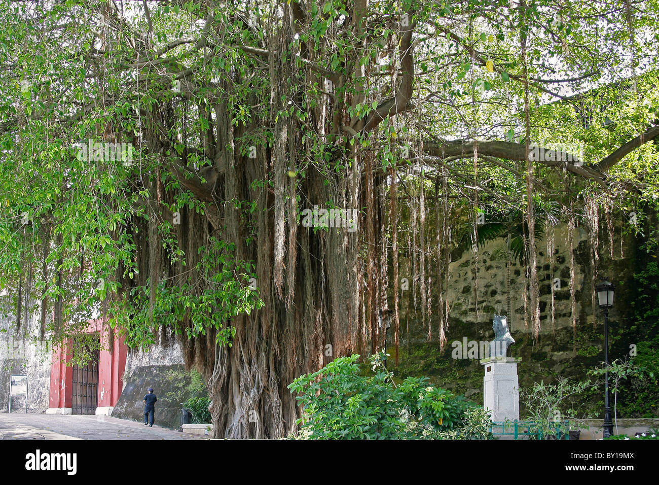 Banyan tree at Castillo De San Cristobal in San Juan Puerto Rico Stock ...