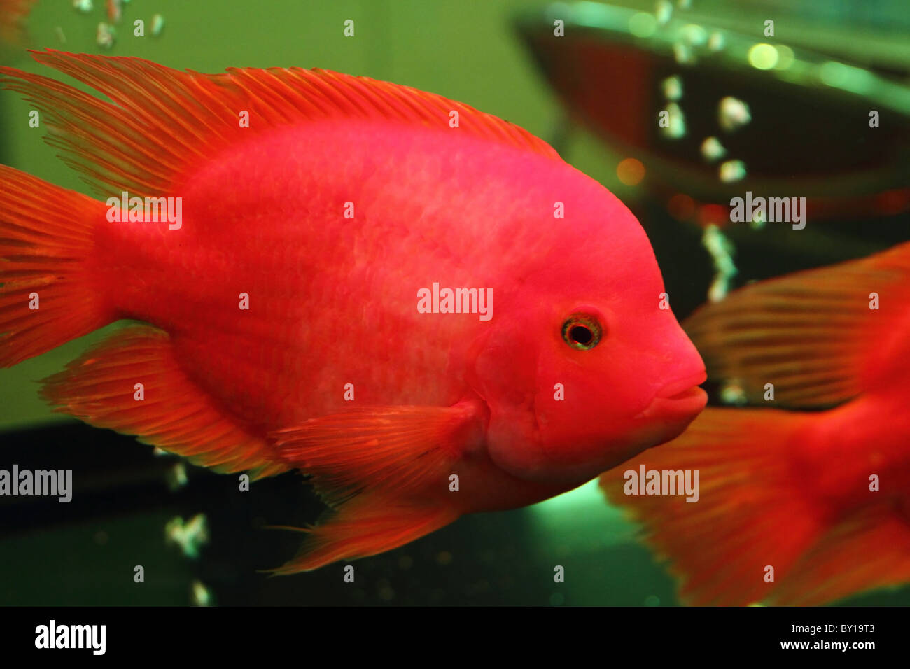 colorful goldfish in a aquarium Stock Photo - Alamy
