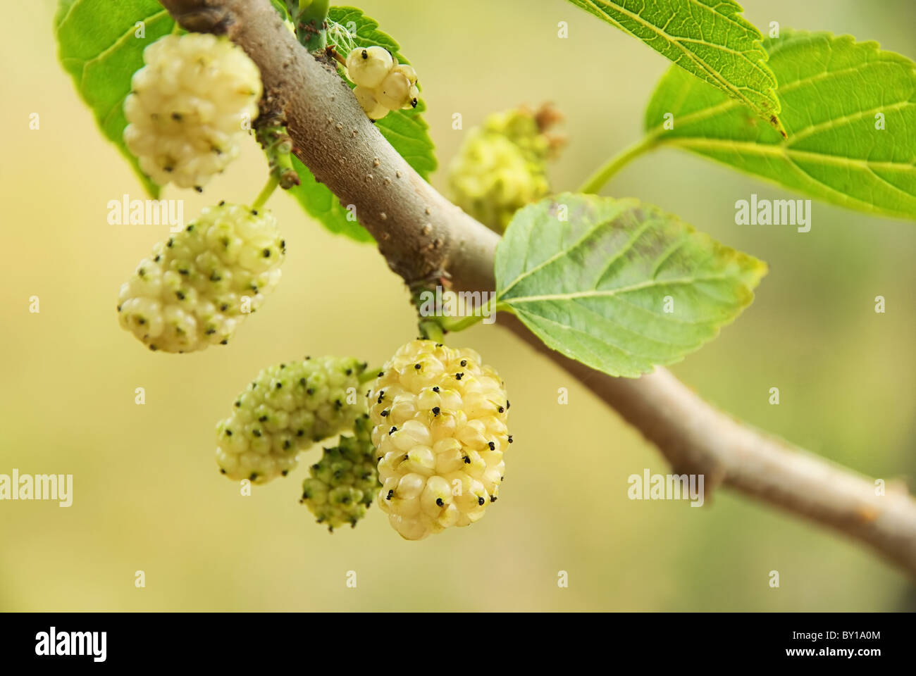 Morus fruit hi-res stock photography and images - Alamy