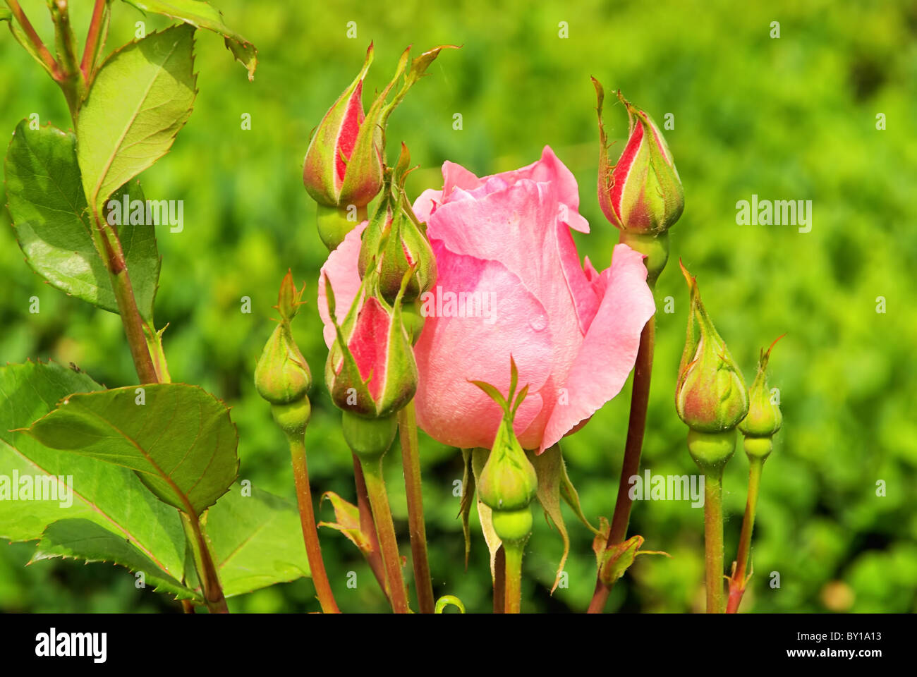 Pink rambler rose hi-res stock photography and images - Alamy