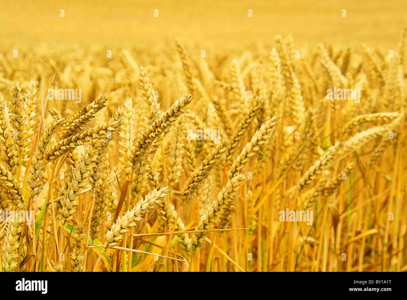 Weizenfeld hi-res stock photography and images - Alamy