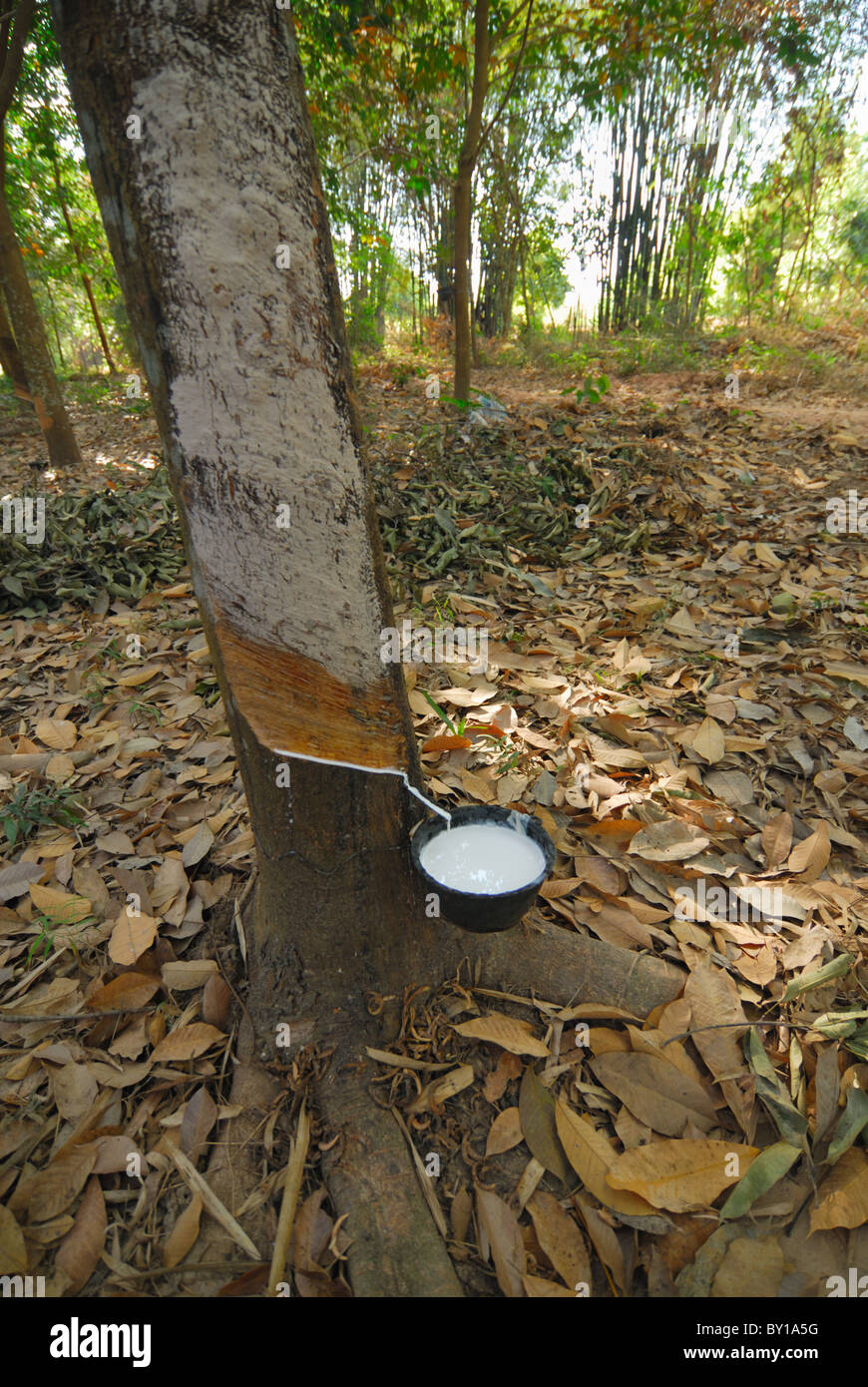 A rubber tree in the Non Khai district in Thailand Stock Photo - Alamy