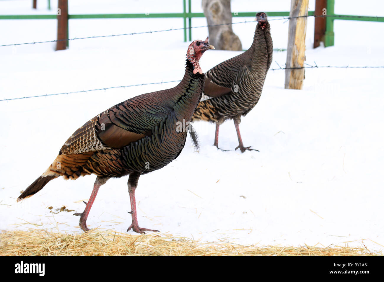 Group At The Feeding Ground In Snow High Resolution Stock Photography ...