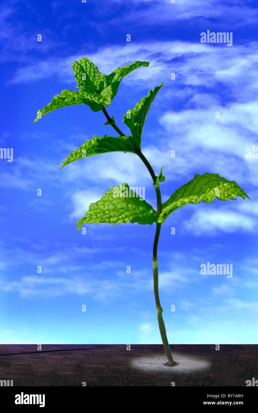Green plant growing from ground Stock Photo - Alamy