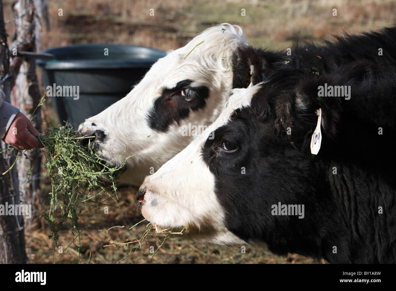 Cows being hand fed in a farm meadow next to the fence eating hay from ...