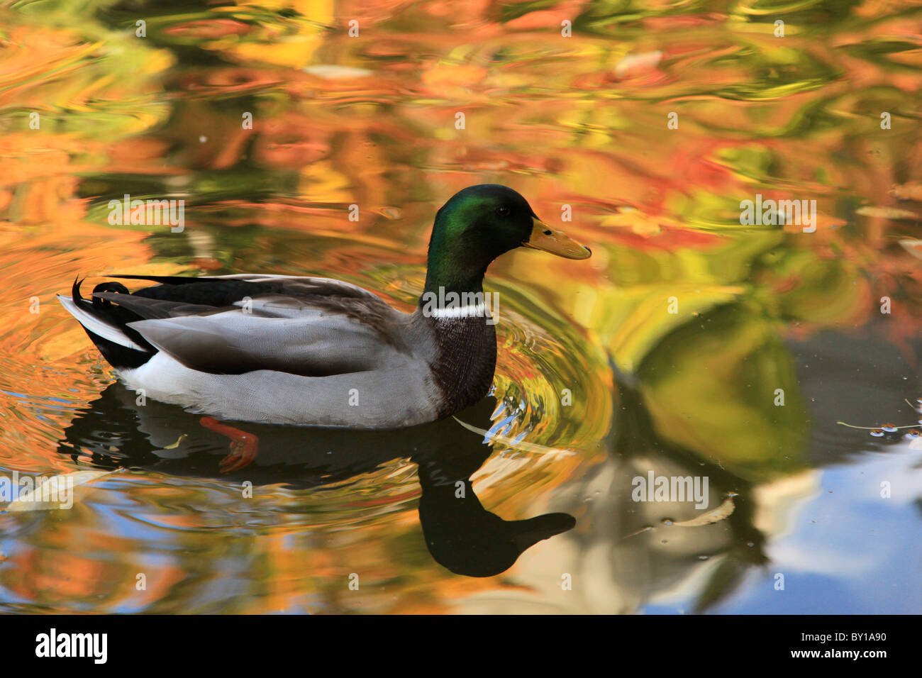 Mallard duck swimming in pond with fall colors reflected in the water ...