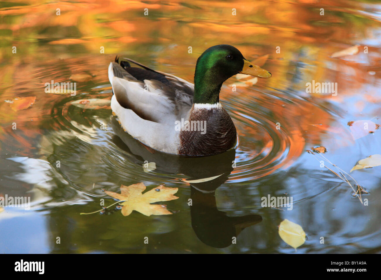 Mallard duck swimming in pond with fall colors reflected in the water ...