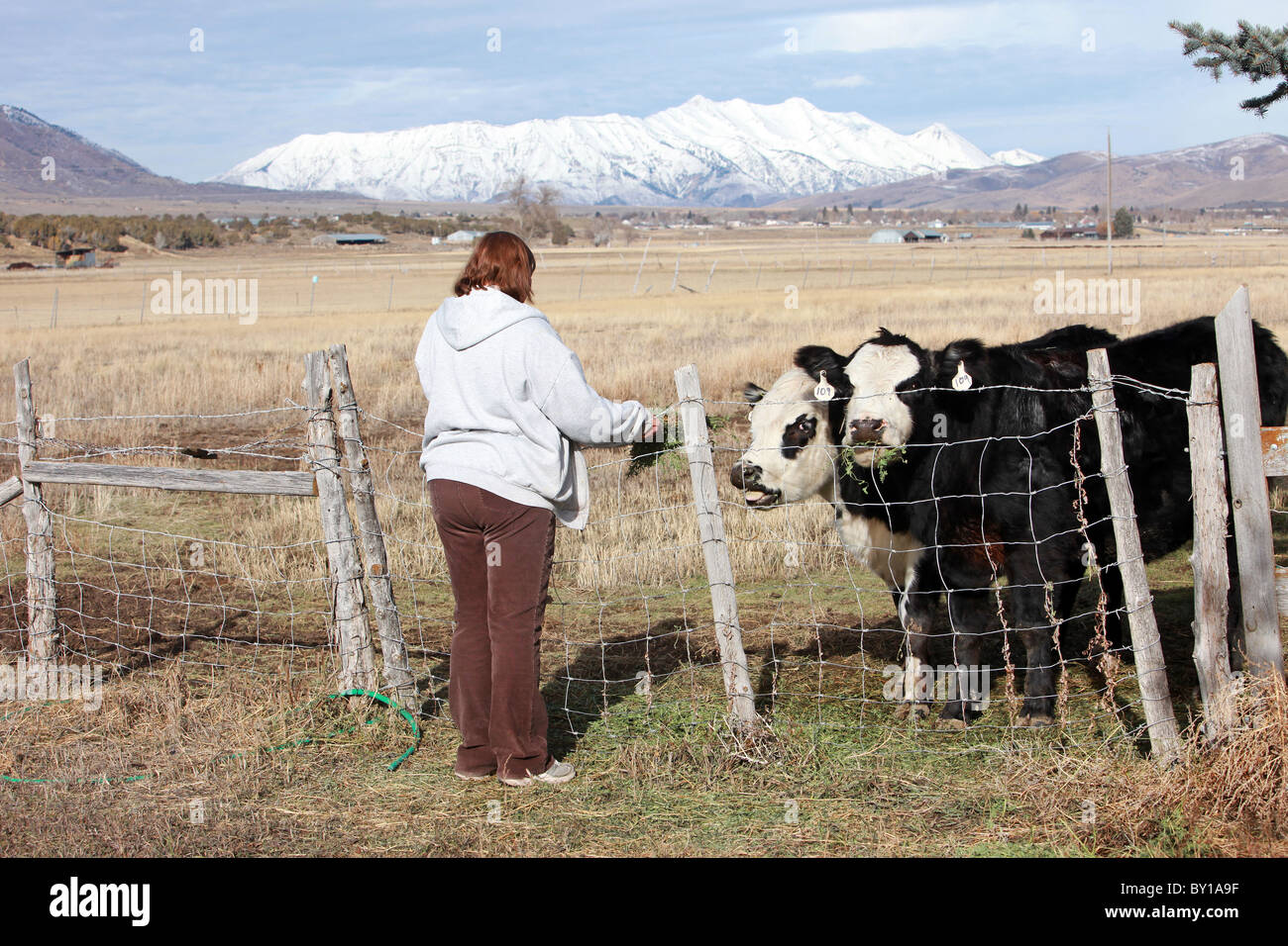 Cows being hand fed in a farm meadow next to the fence eating hay from ...