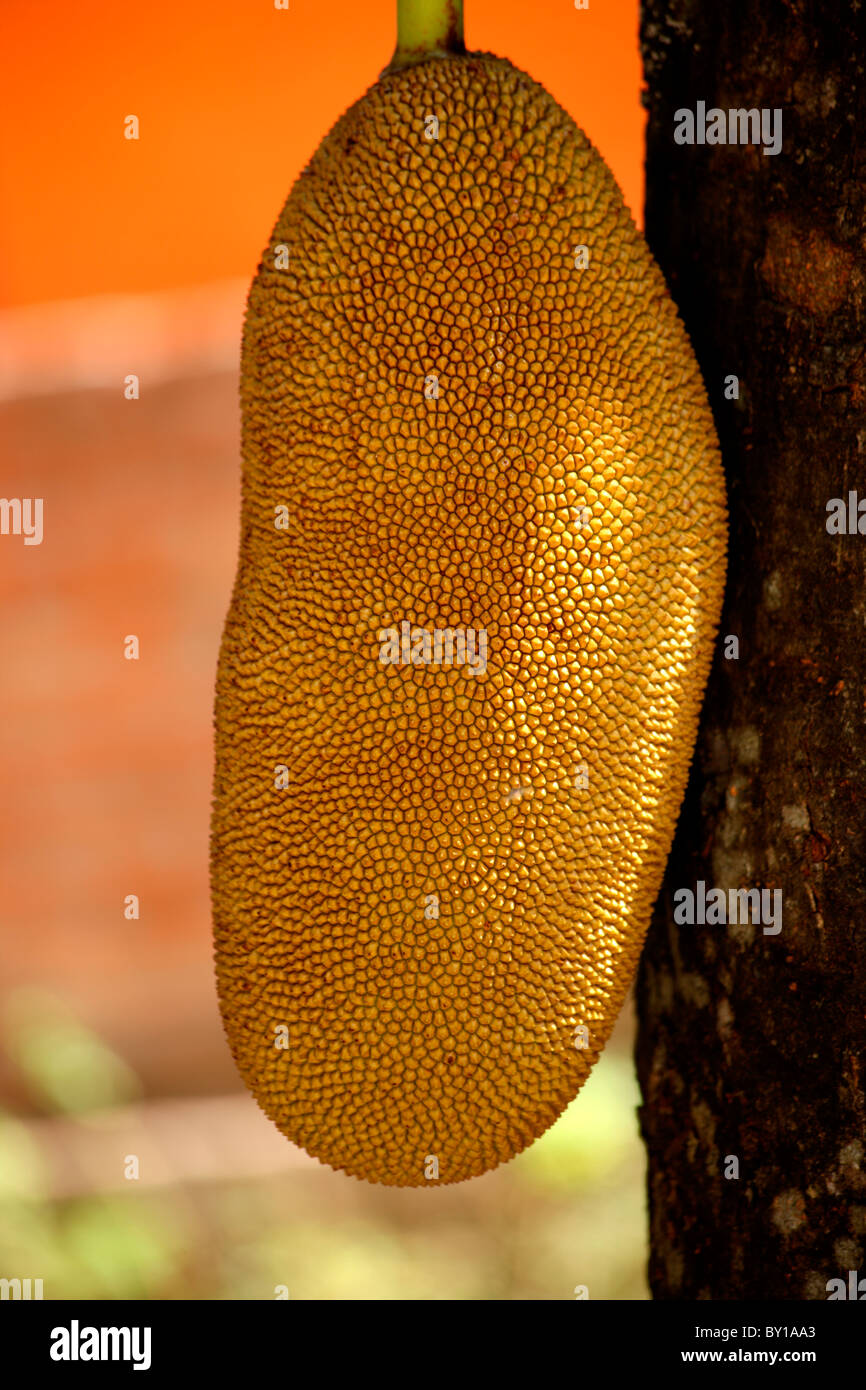 A Jack fruit Stock Photo - Alamy
