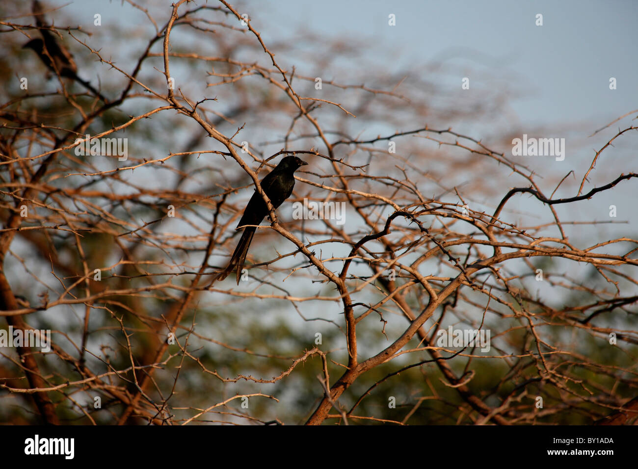 Drongo bird hi-res stock photography and images - Alamy