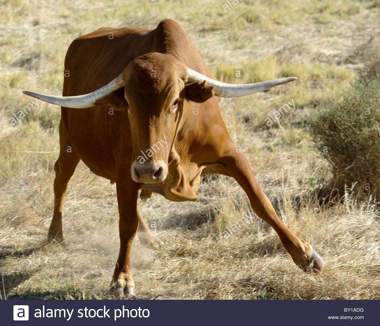 Long Horn Ox Stock Photos & Long Horn Ox Stock Images - Alamy