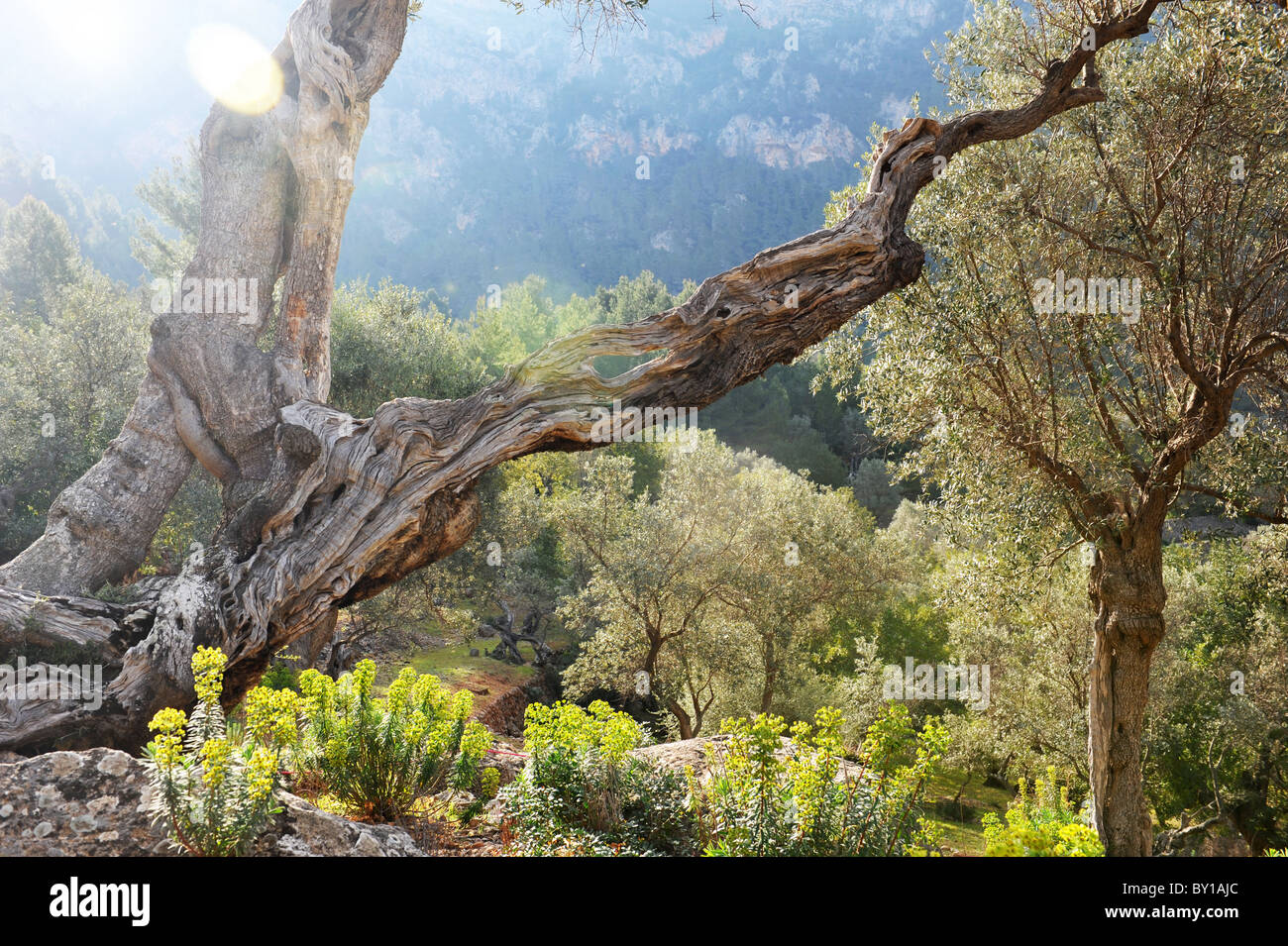 trunk of an olive tree with landscape of garrigue in background Stock ...