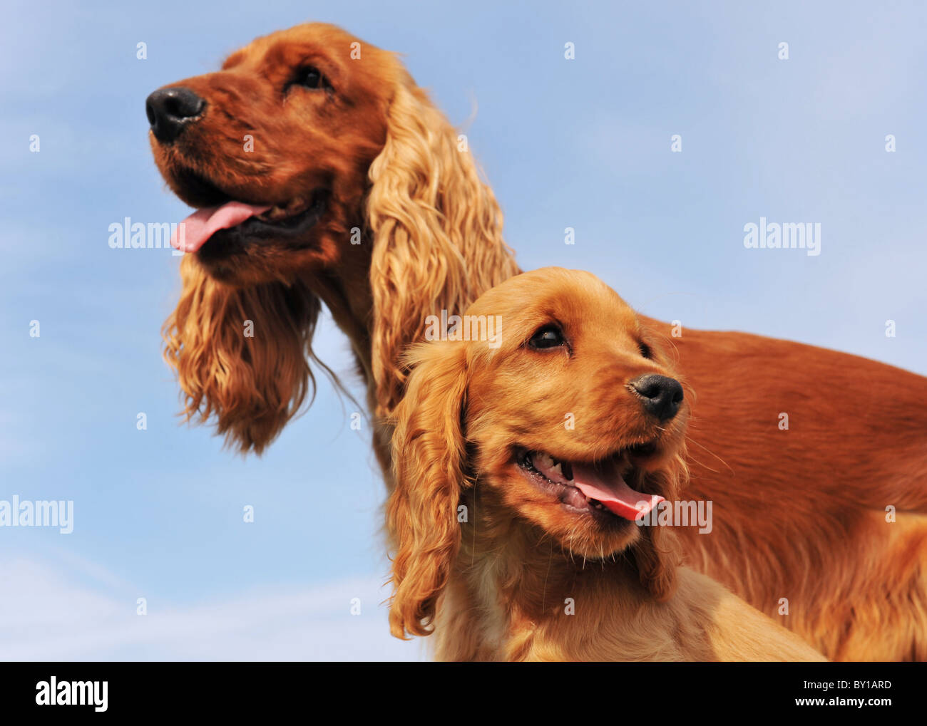 Cocker spaniel pet hi-res stock photography and images - Alamy