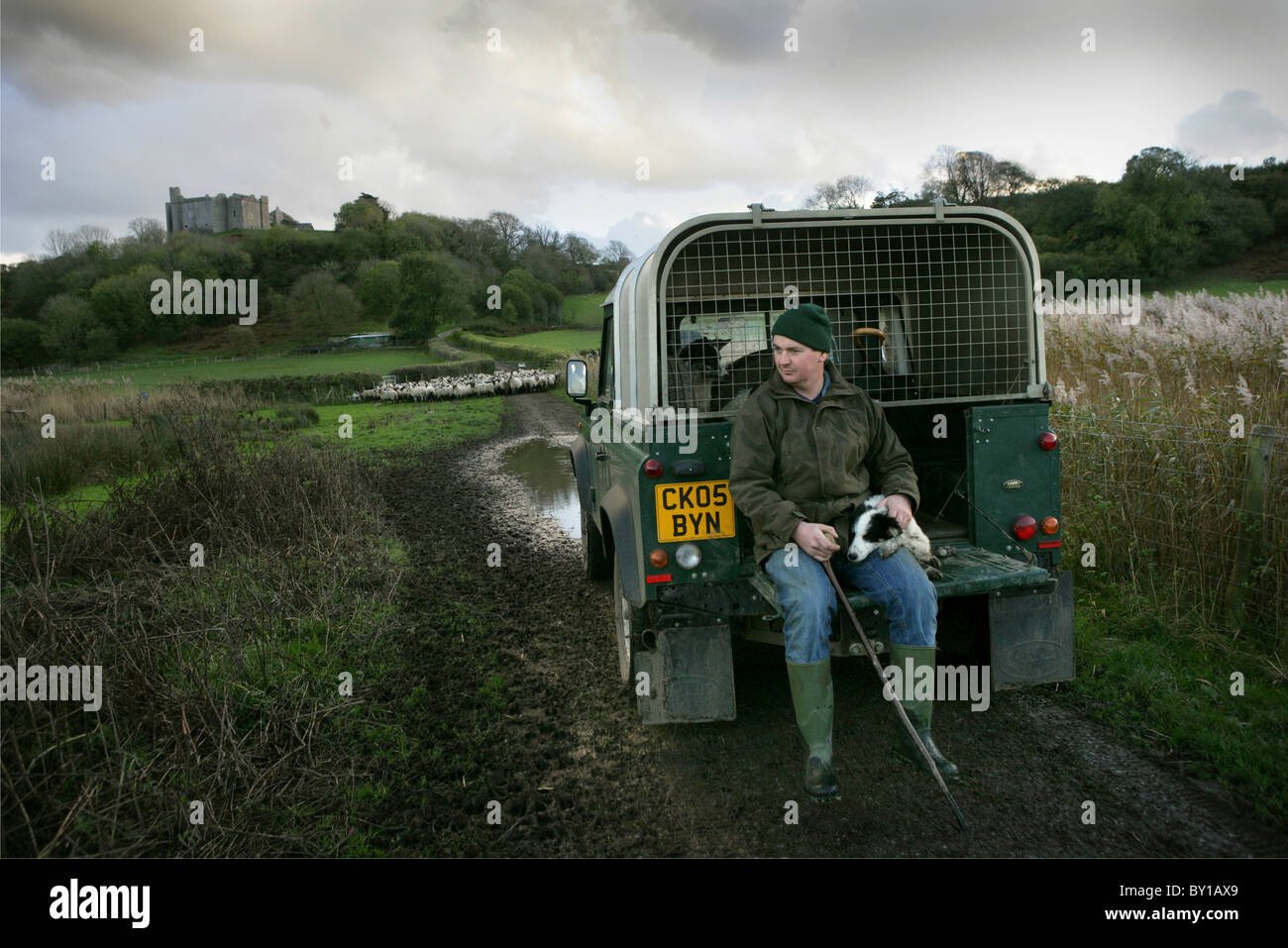 Gower salt marsh lamb hi-res stock photography and images - Alamy