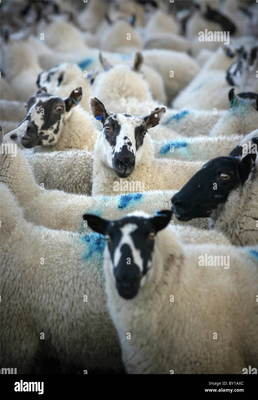 Salt Marsh Lamb Farmers, Gower, South Wales Stock Photo - Alamy