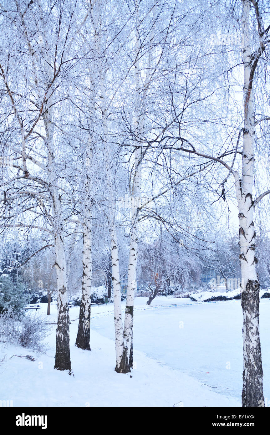 Birch trees snow hi-res stock photography and images - Alamy