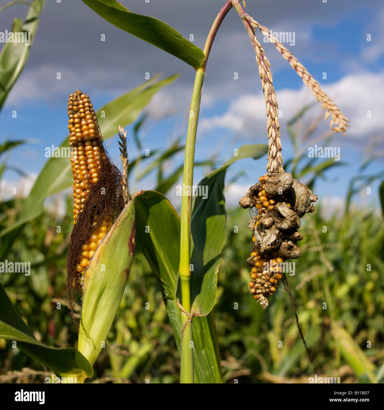 Corn growth stages hi-res stock photography and images - Alamy