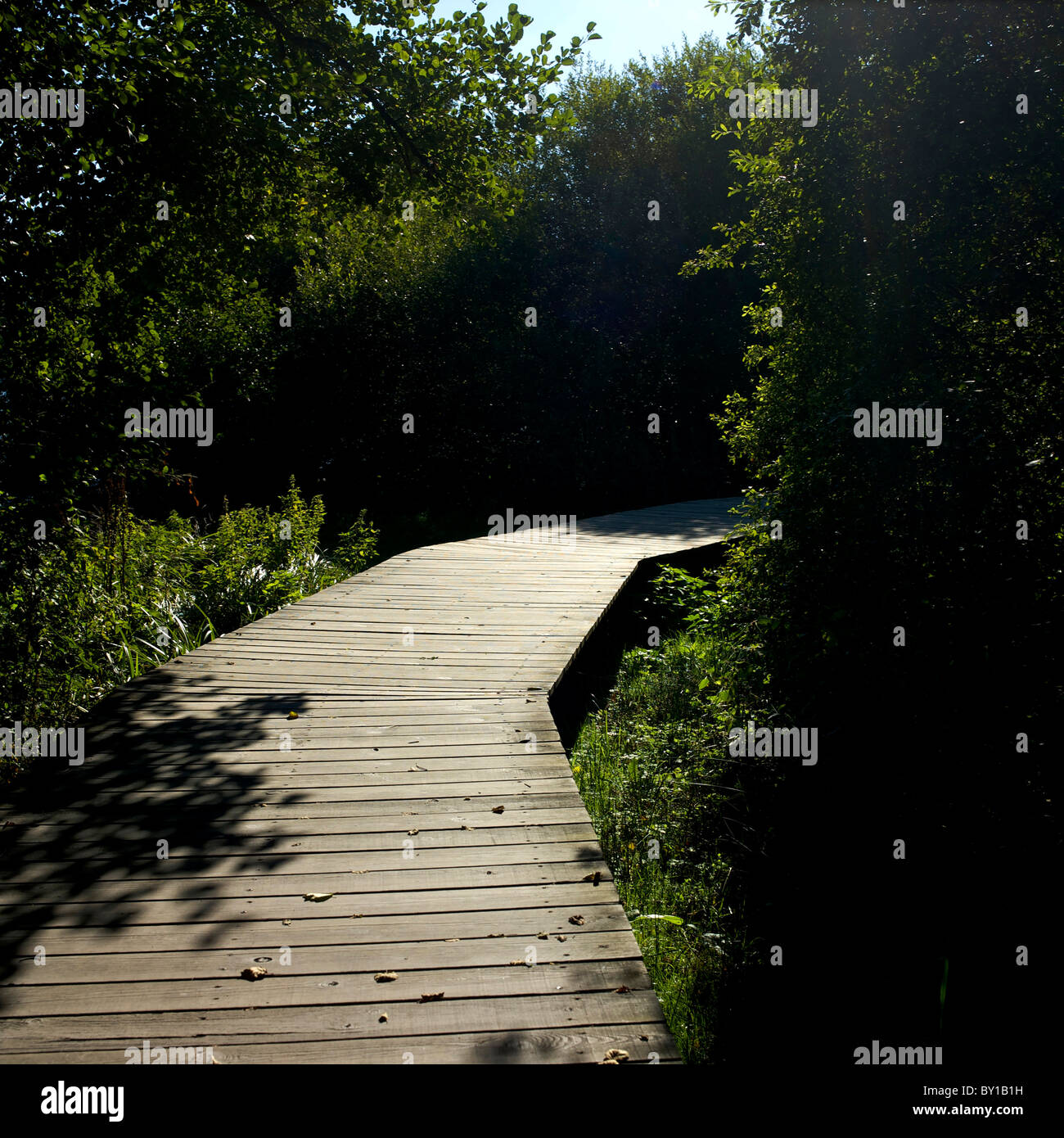 Wooden pathway leading through lush greenery in a tranquil nature ...