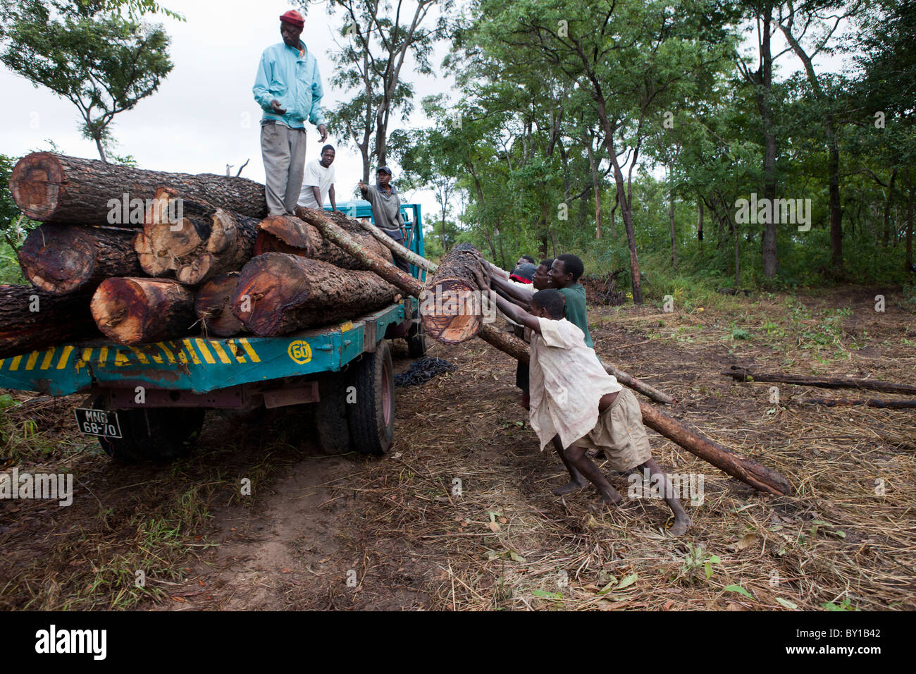 Logging logs destruction deforestation hi-res stock photography and ...