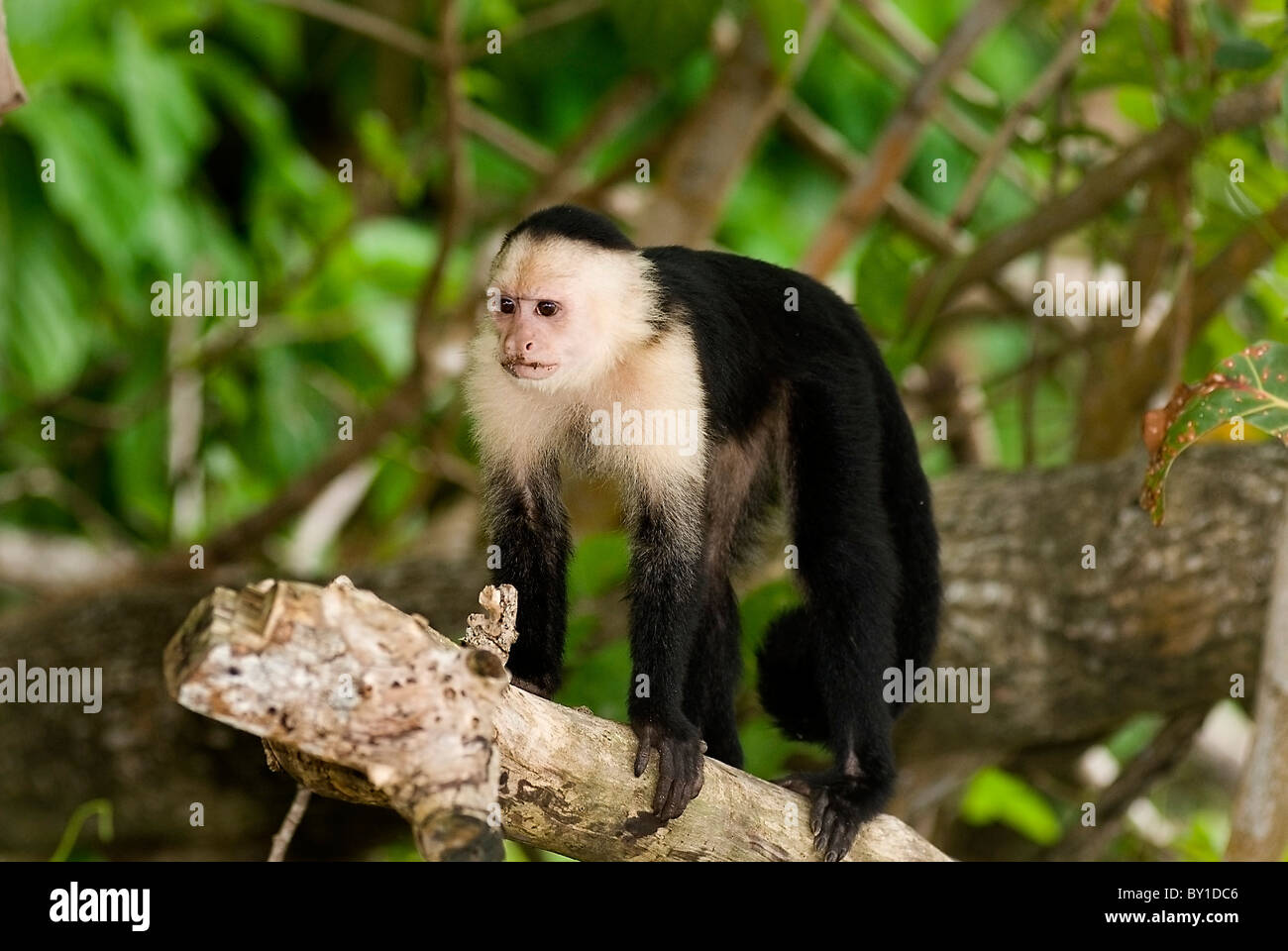 Capuchin monkey "Cebus capucinus" in Cahuita N. P. in Costa Rica Stock ...