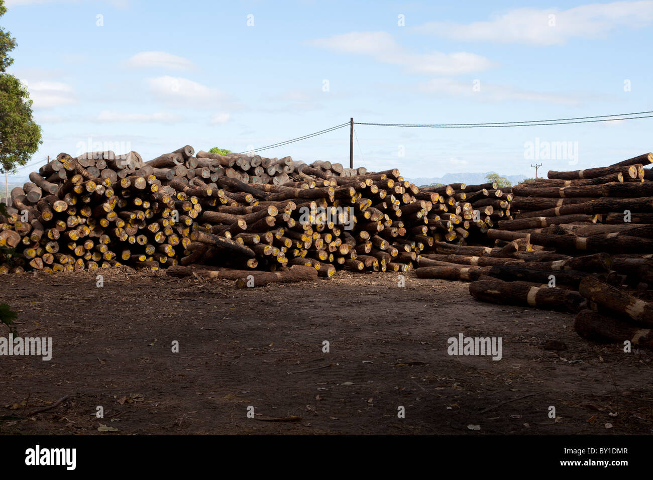 NAMPULA, MOZAMBIQUE, May 2010 : The timber depot of Green Timber, a ...