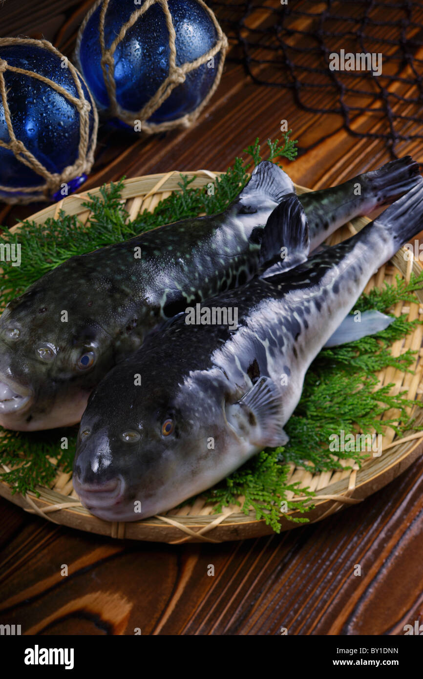 Torafugu hi-res stock photography and images - Alamy