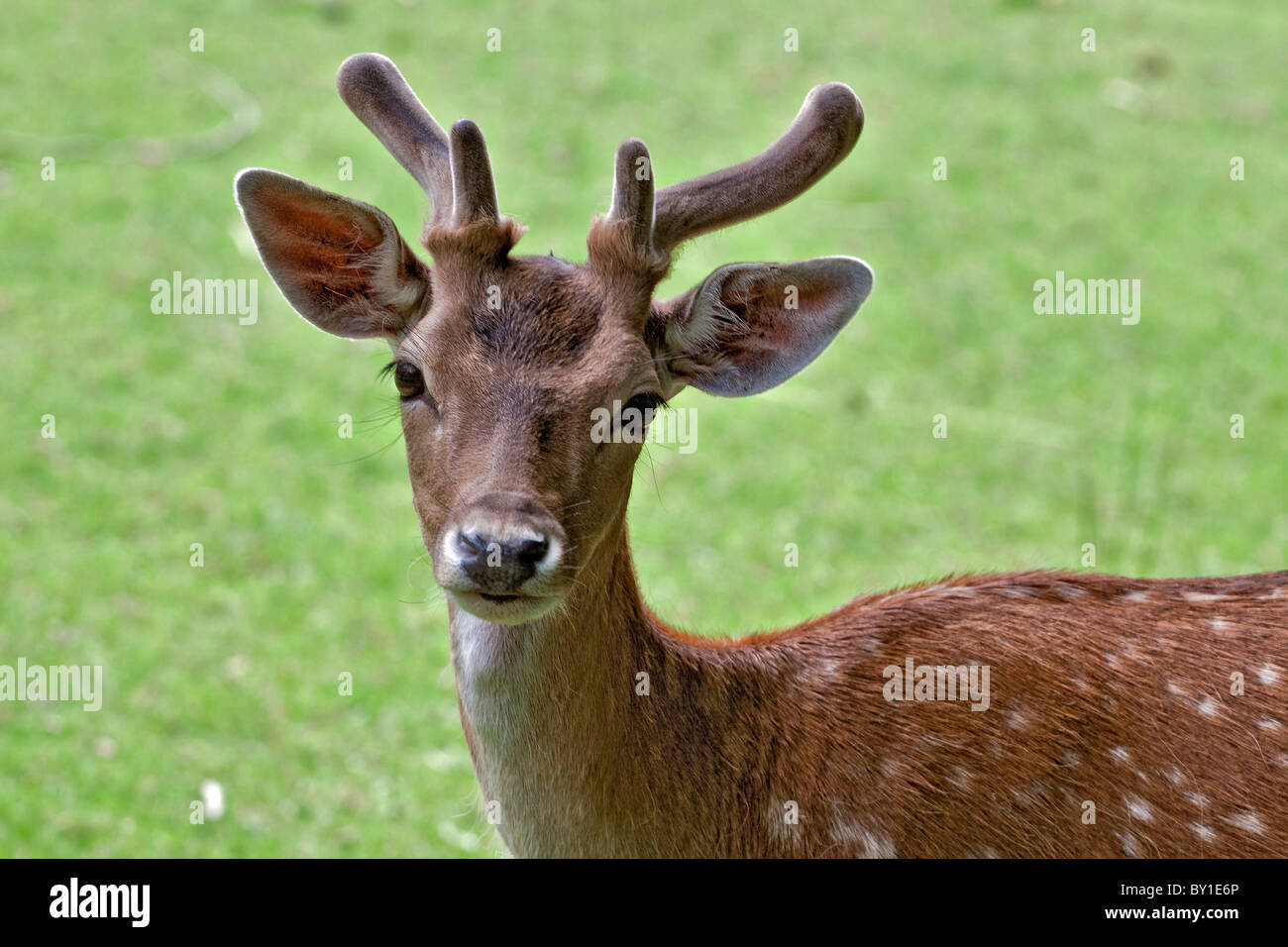 Austria Roe Deer Stock Photo - Alamy