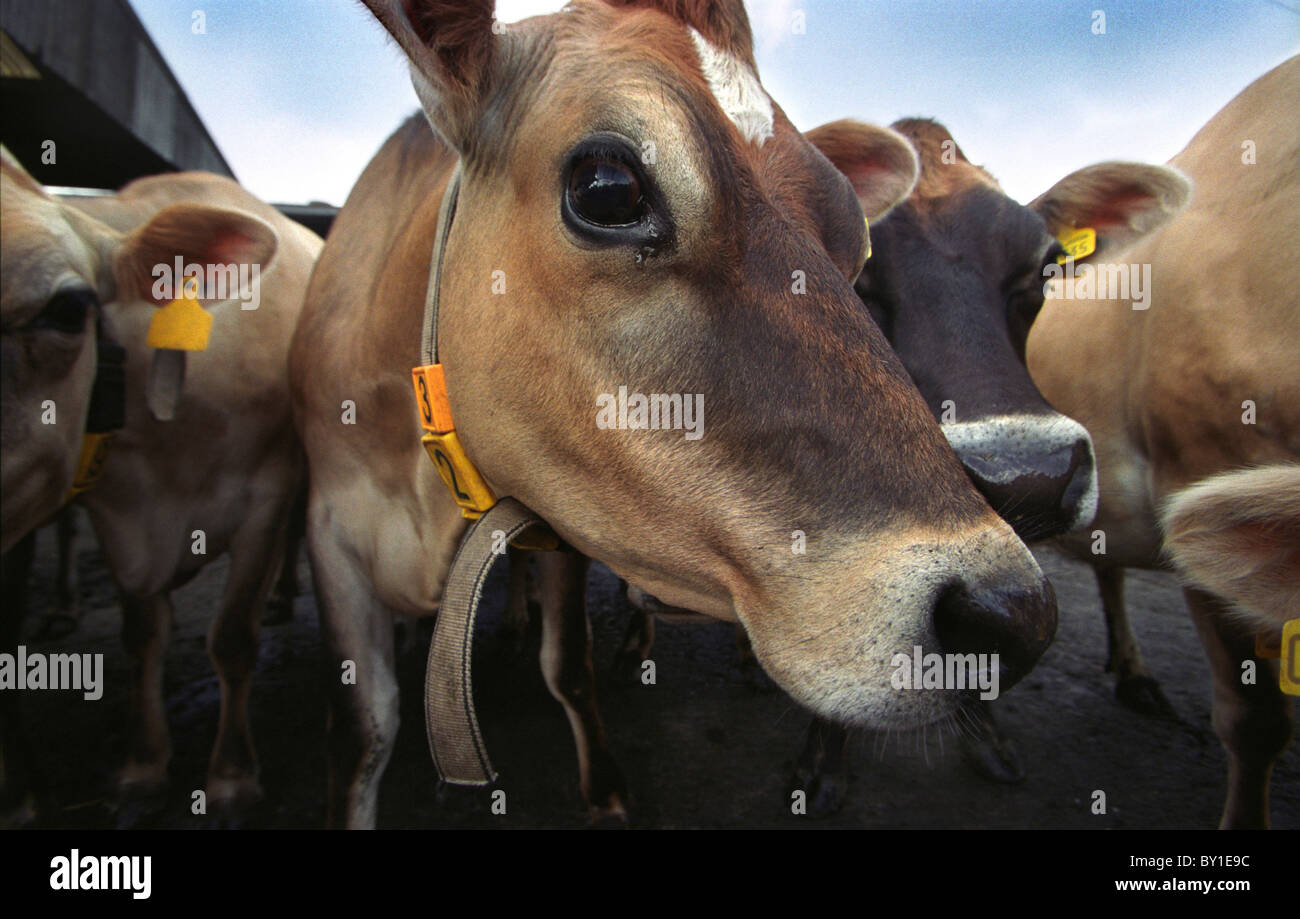 Calon wen milk hi-res stock photography and images - Alamy