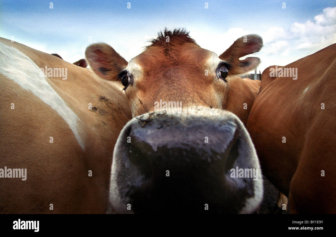 Calon wen milk hi-res stock photography and images - Alamy