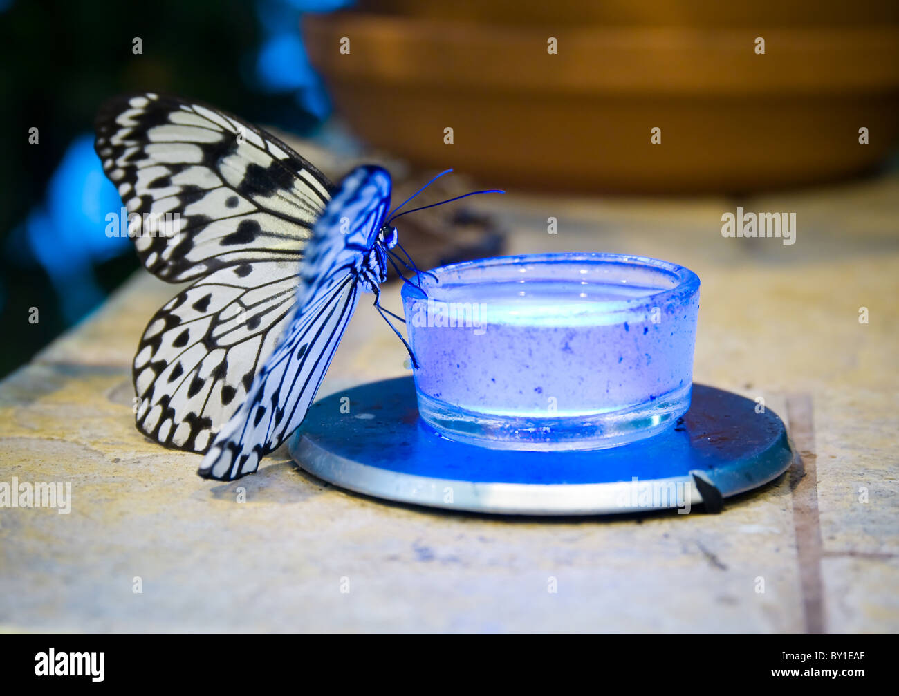 Idea leuconoe (Rice Paper) butterfly Stock Photo - Alamy