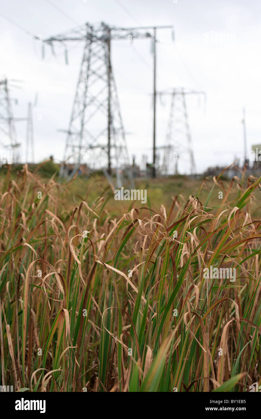 Tall Grass and eccentricity pylons, County Limerick Ireland Stock Photo ...