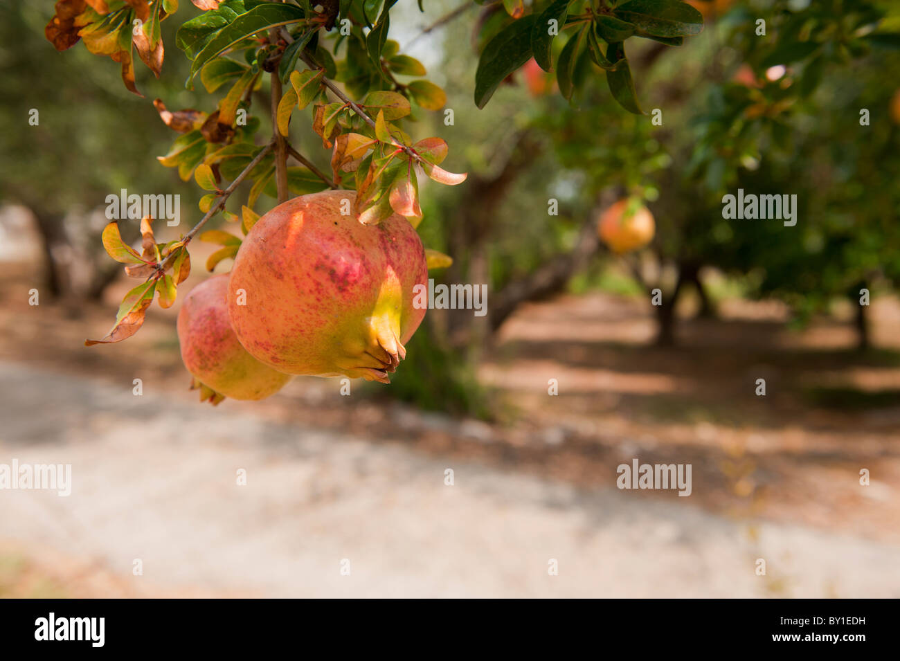 Orchard in Greece with trees and Pomegranate Stock Photo - Alamy