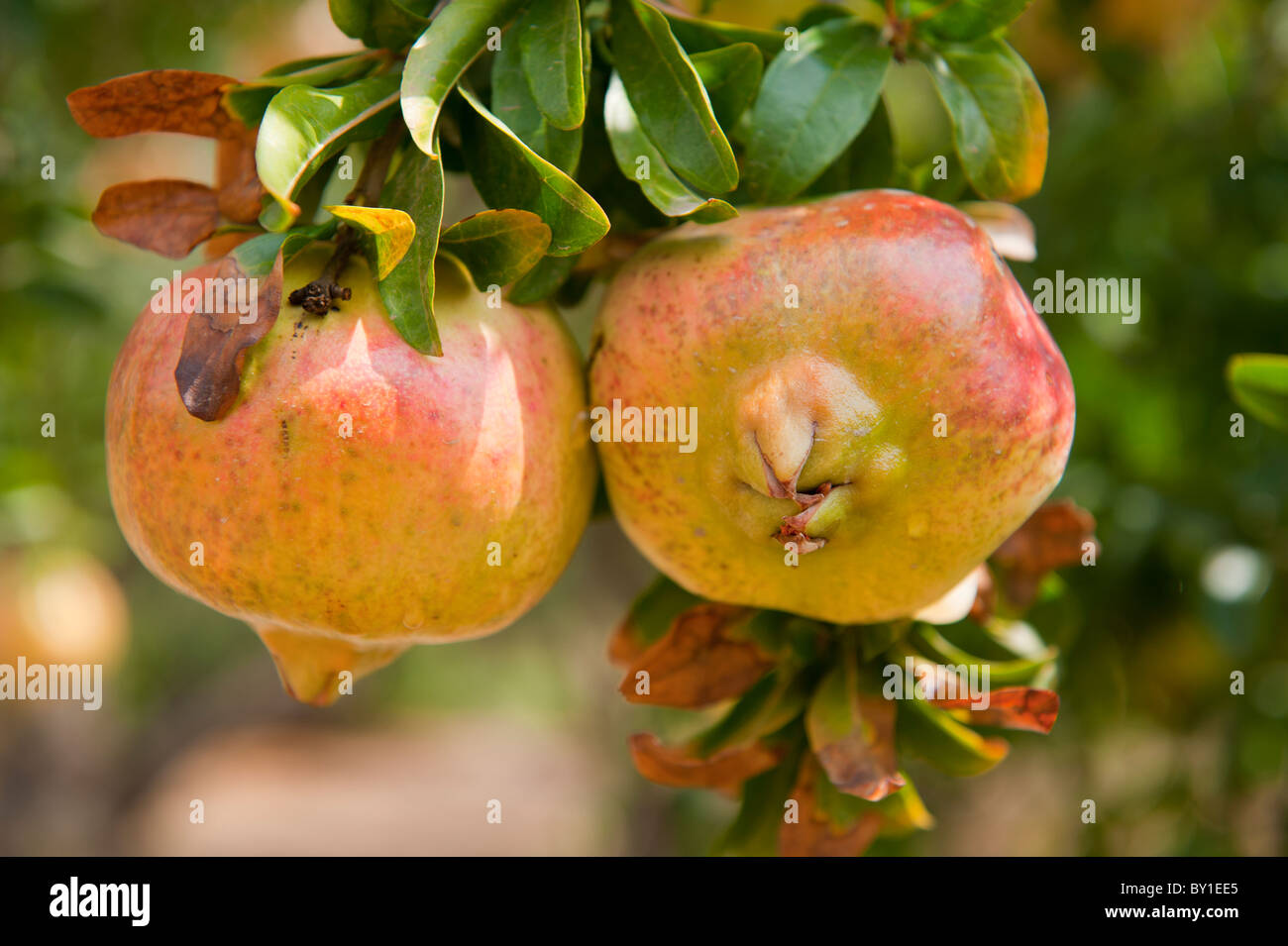 Orchard in Greece with trees and Pomegranate Stock Photo - Alamy