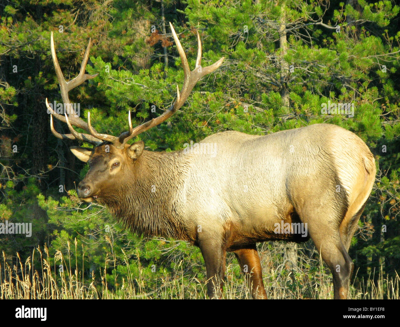 Elk jasper hi-res stock photography and images - Alamy