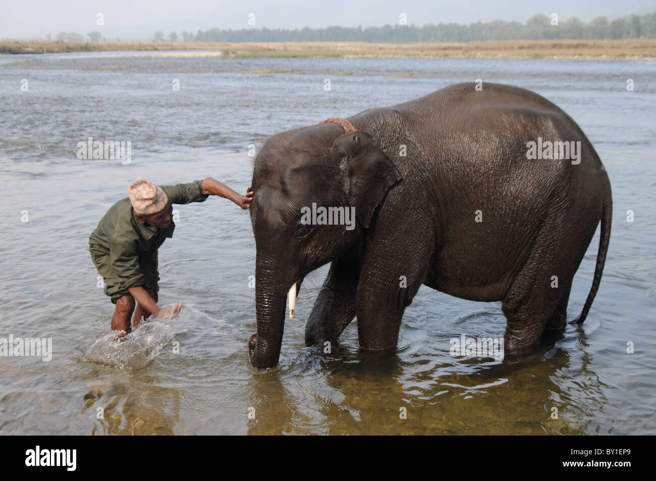 ELEPHANT WASHING IN THE RIVER AT CHITWAN NATIONAL PARK, NEPAL Stock ...