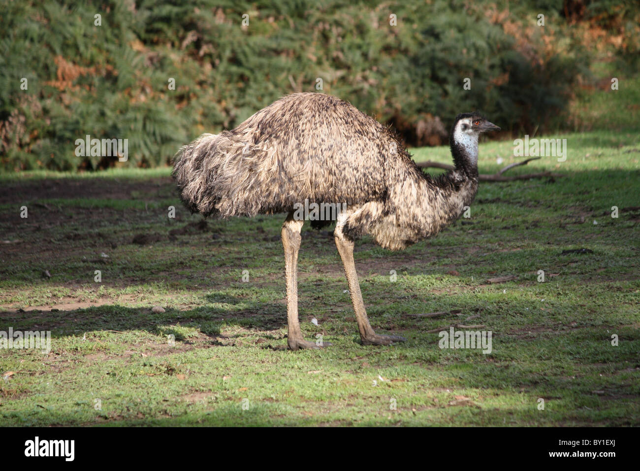 Old man emu hi-res stock photography and images - Alamy